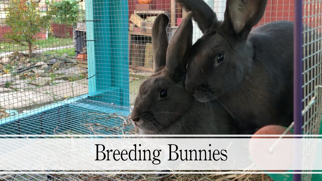 Breeding Our First Bunny Pair - YouTube