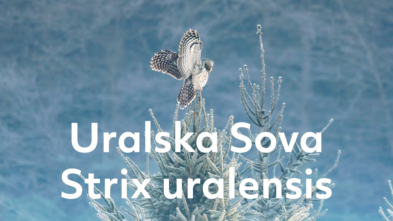 Uralska sova (Kozača) • Strix uralensis - YouTube