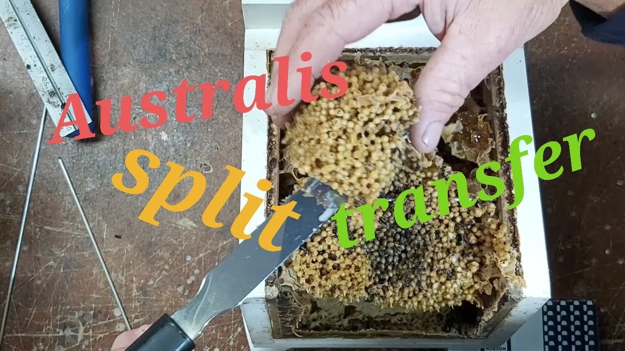 Most requested Stingless Bees !!! Amazing Australis Split / Transfer - YouTube