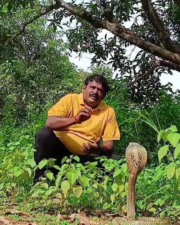 Poisonous Snakes in Vizag | Snake Catcher Vizag | Today Snake Release ...