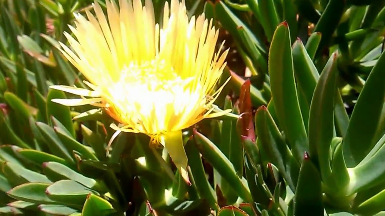 diente de dragon amarillo - YouTube