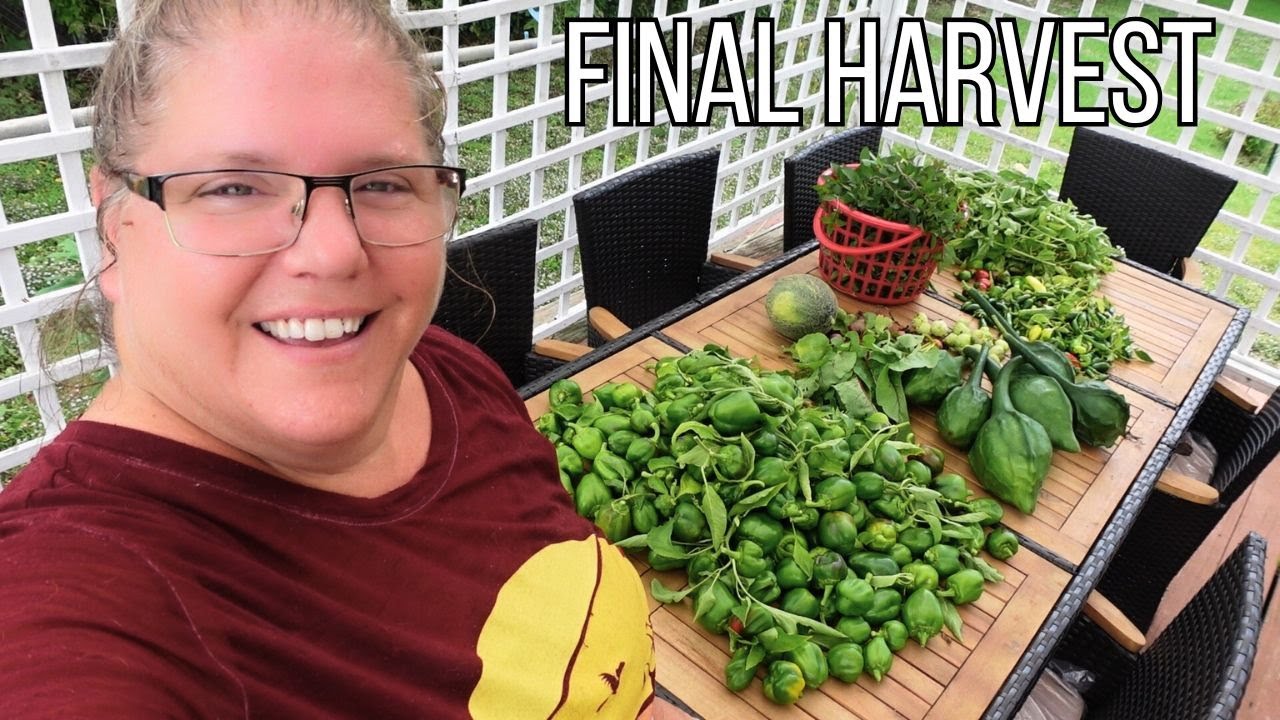 Final Harvest: The Last Hurrah of the Summer's Harvest! - YouTube