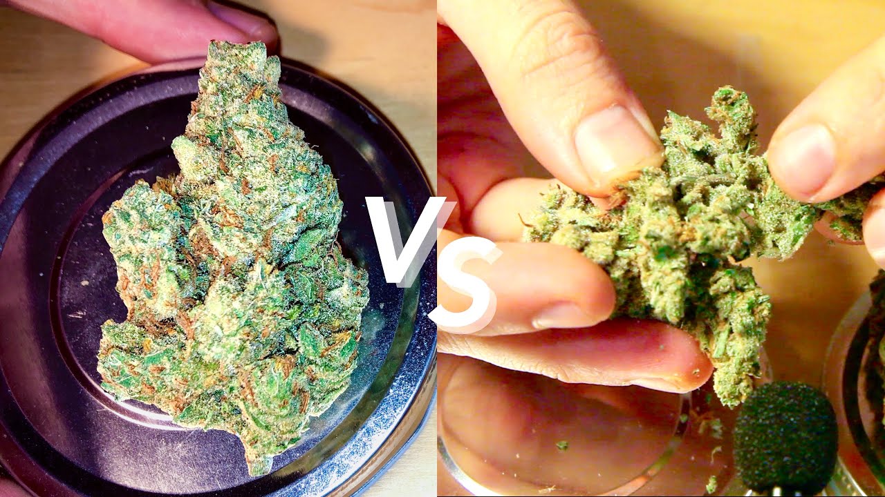 ASMR Weed Battle Amnesia Haze Vs Sour Diesel YouTube asmr-weed-battle-amnesia-haze-vs-sour-diesel-youtube