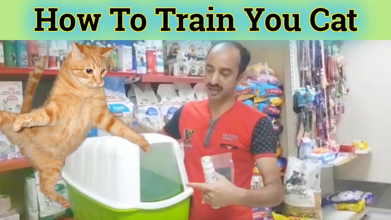 How To Train A Cat To Use Litter Box Part 2 Hindi urdu 2019 YouTube