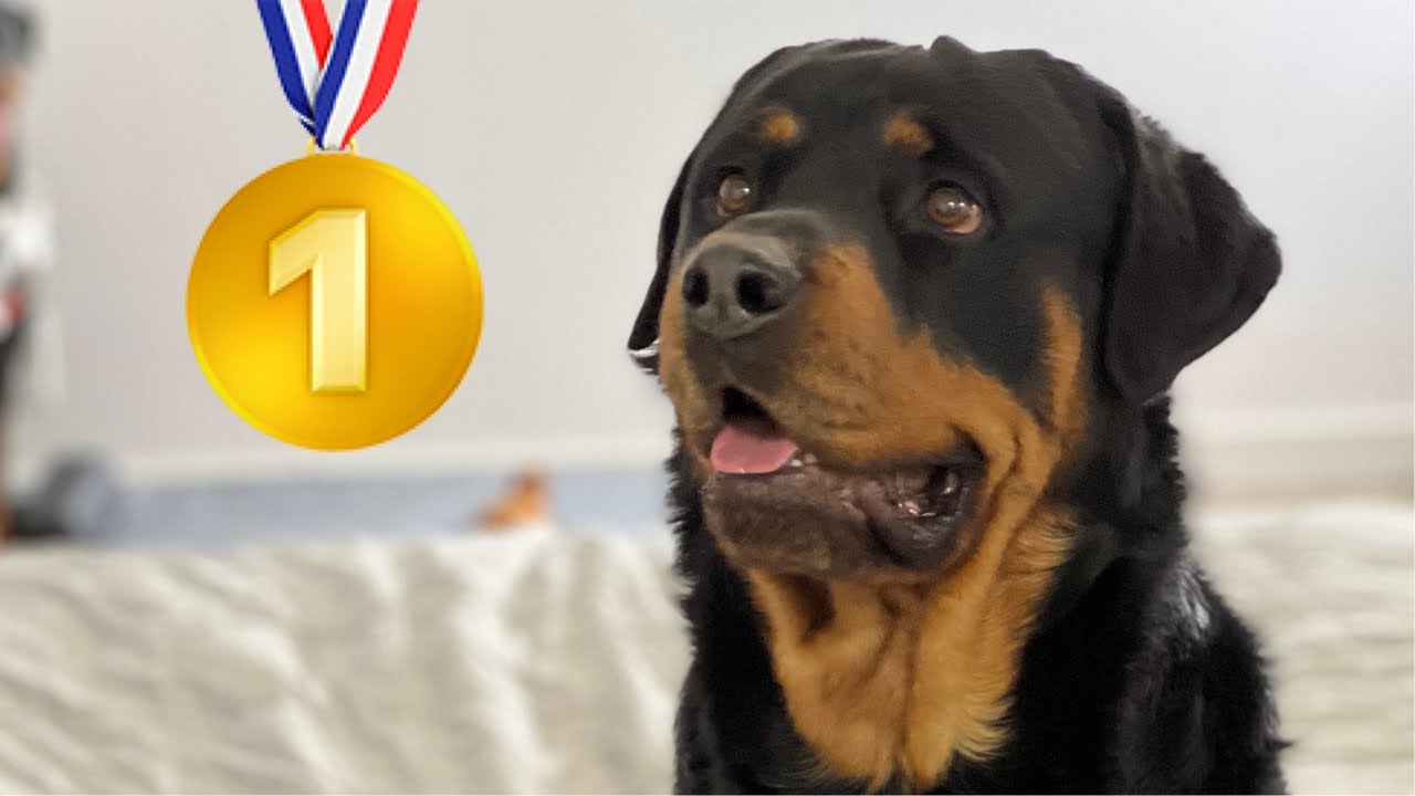 Which Rottweiler Is The Fastest?! - YouTube