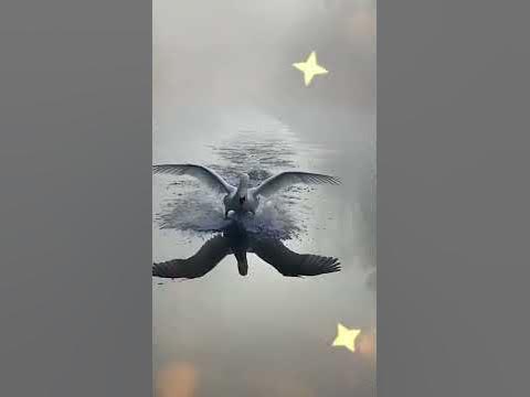 Лебедь белая 🦢 - YouTube
