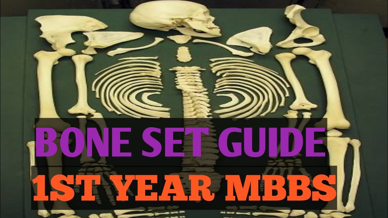 Bone Set related Guide| 1st year MBBS| wbmcc | wbneet - YouTube