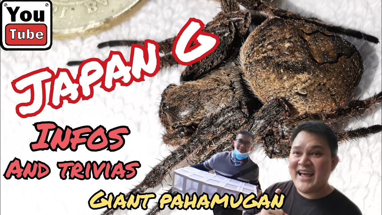 JAPAN SPIDER Infos and Trivias. Araneus Ventricosus. Gagambang Japan ...