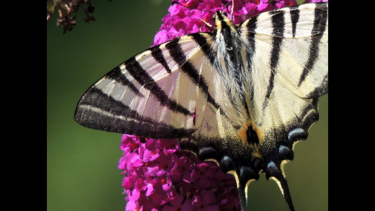 2013 butterflies of our garden papillons de notre jardin 1080p 37 31mn ...