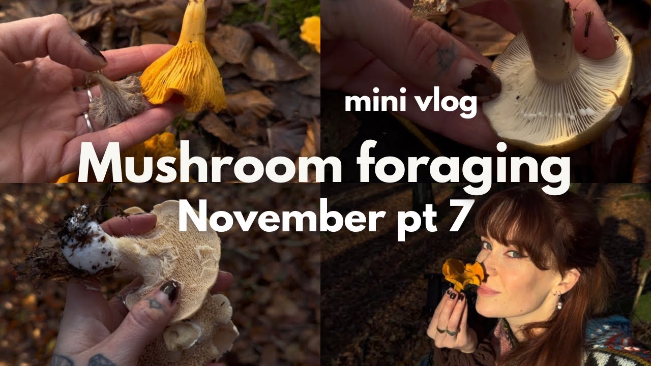 Mushroom foraging in UK | November vlog 7 - YouTube