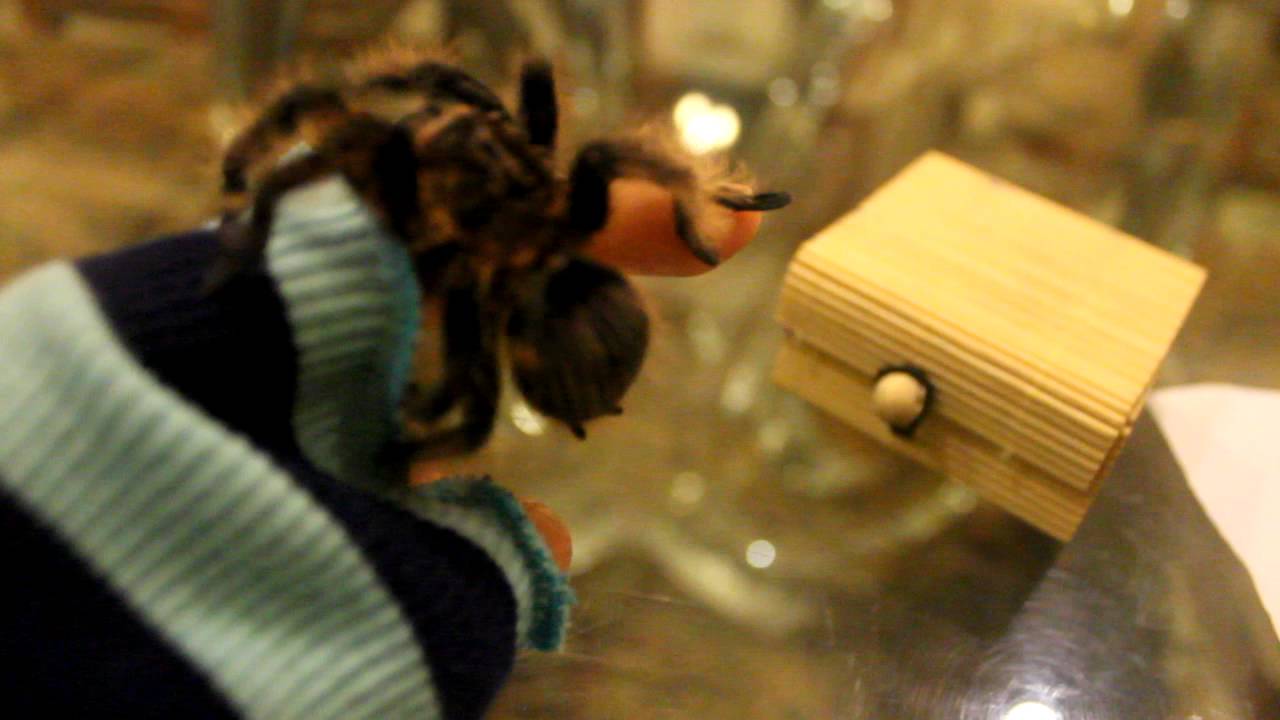 Honduran Curly hair Tarantula - YouTube