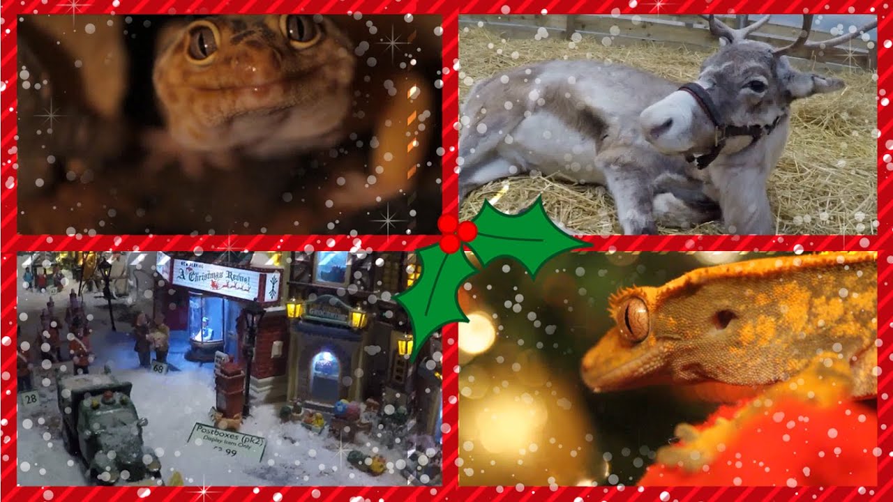 Merry Christmas from Leopard Gecko Talk - YouTube