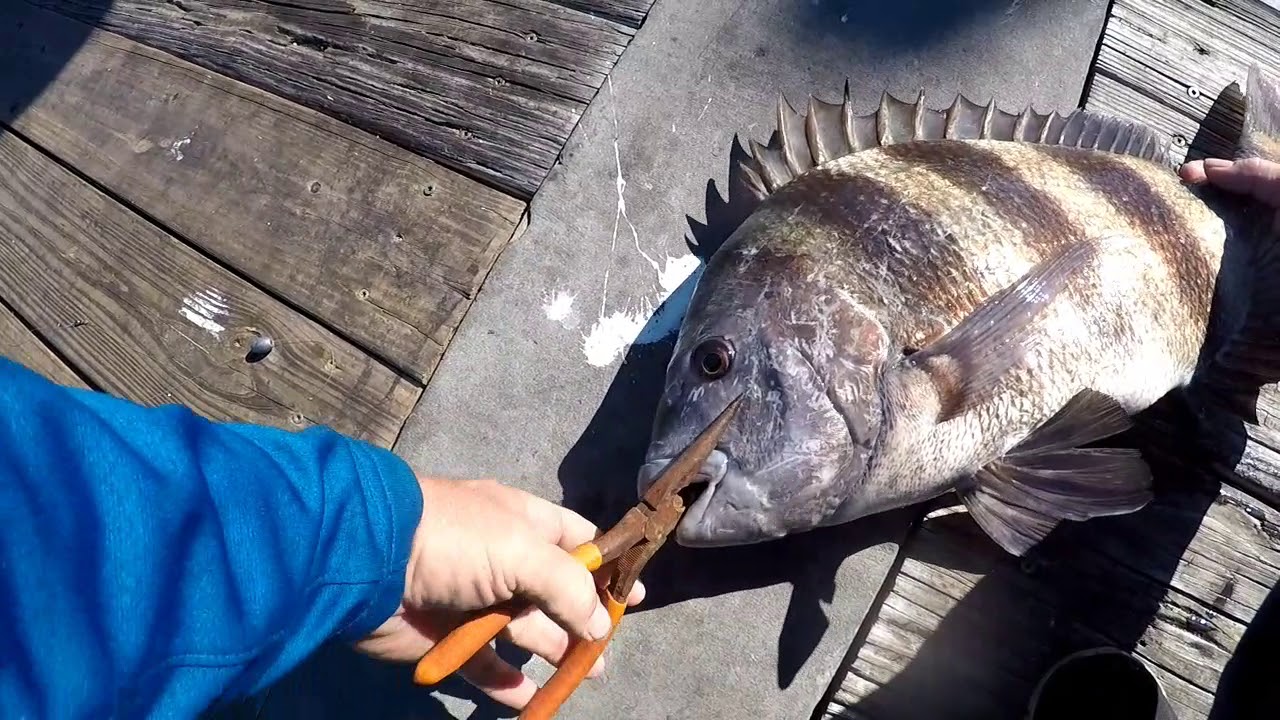 Gulf Shores Alabama Sheepshead and freezing weather - YouTube