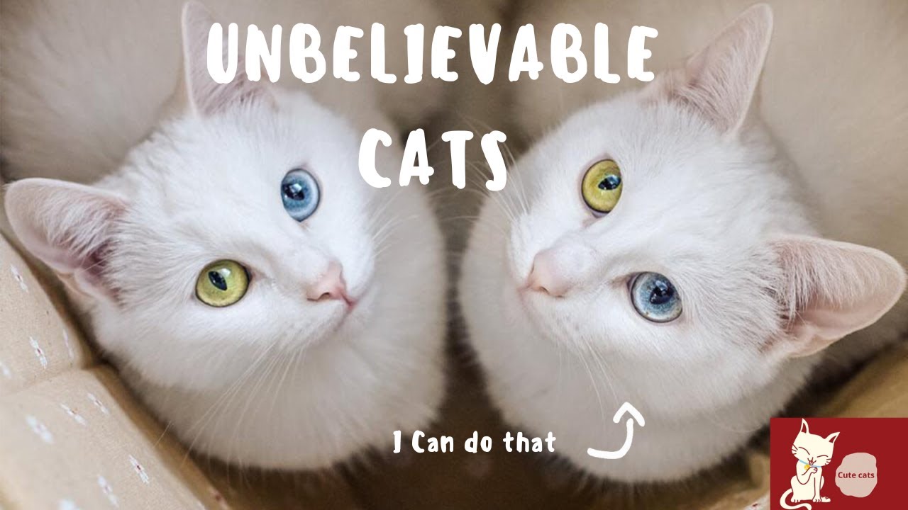 Unbelielable cats doing shit!!! #cats #funny #unbelievablethings - YouTube