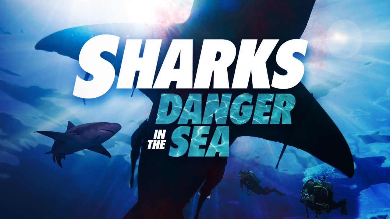 Sharks: Danger in the Sea (Preview Clip) - YouTube