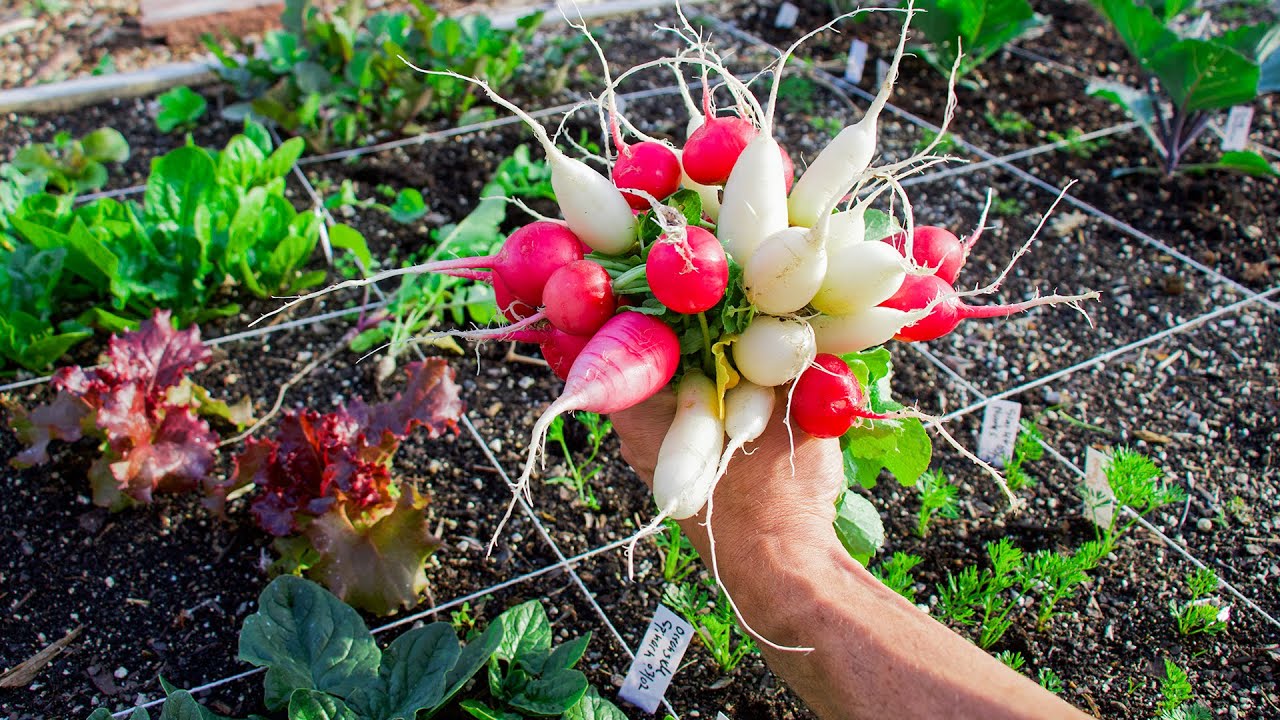 10 Fast Growing Veggies | Easy to Grow, Easy to Harvest - YouTube