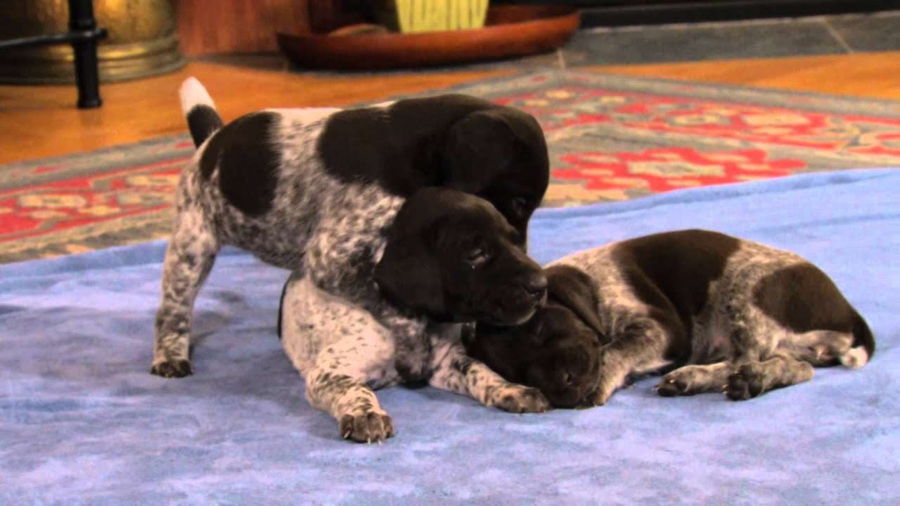 Pint-Sized Pups and a Ferret - YouTube