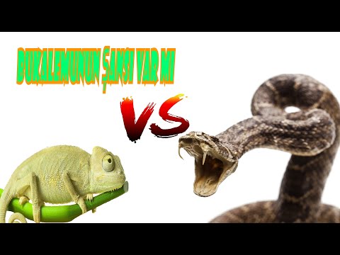 Zotık Tv | Venom Yılanı ile Bukalemun | bukalemunun şansı var mı ?