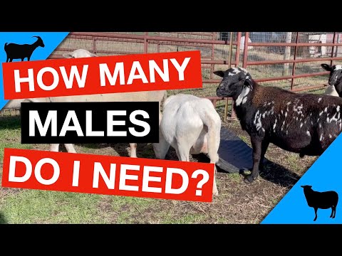 Recommended Male to Female Ratio With Goats and Sheep