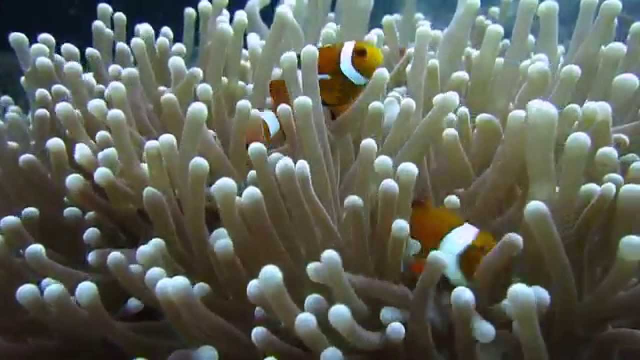 Finding nemo! Go scuba dive, see this and many other amazing creatures ...