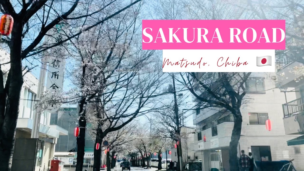 SAKURA ROAD | SAKURA STARTS BLOOMING | CHERRY BLOSSOM IN JAPAN | ROAD ...