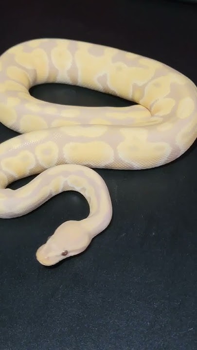 Beautiful Ball Pythons - YouTube