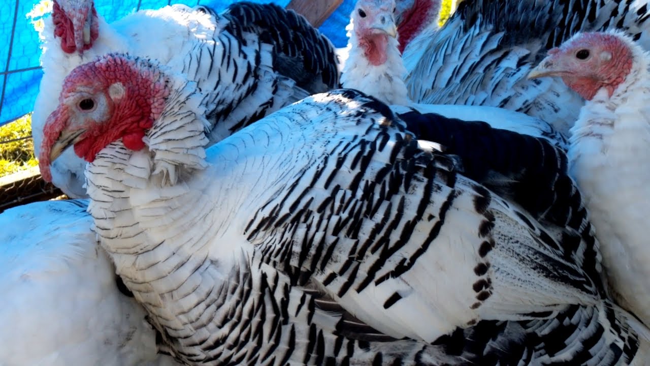 Turkey Harvesting Day (2019) - YouTube