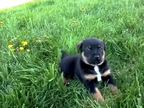 My labrottie - YouTube