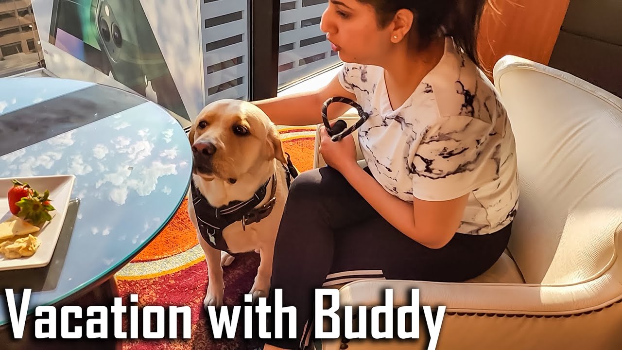 Pet Friendly Marriott Hotel Tour Business And Vacation Trip For 3 pet-friendly-marriott-hotel-tour-business-and-vacation-trip-for-3