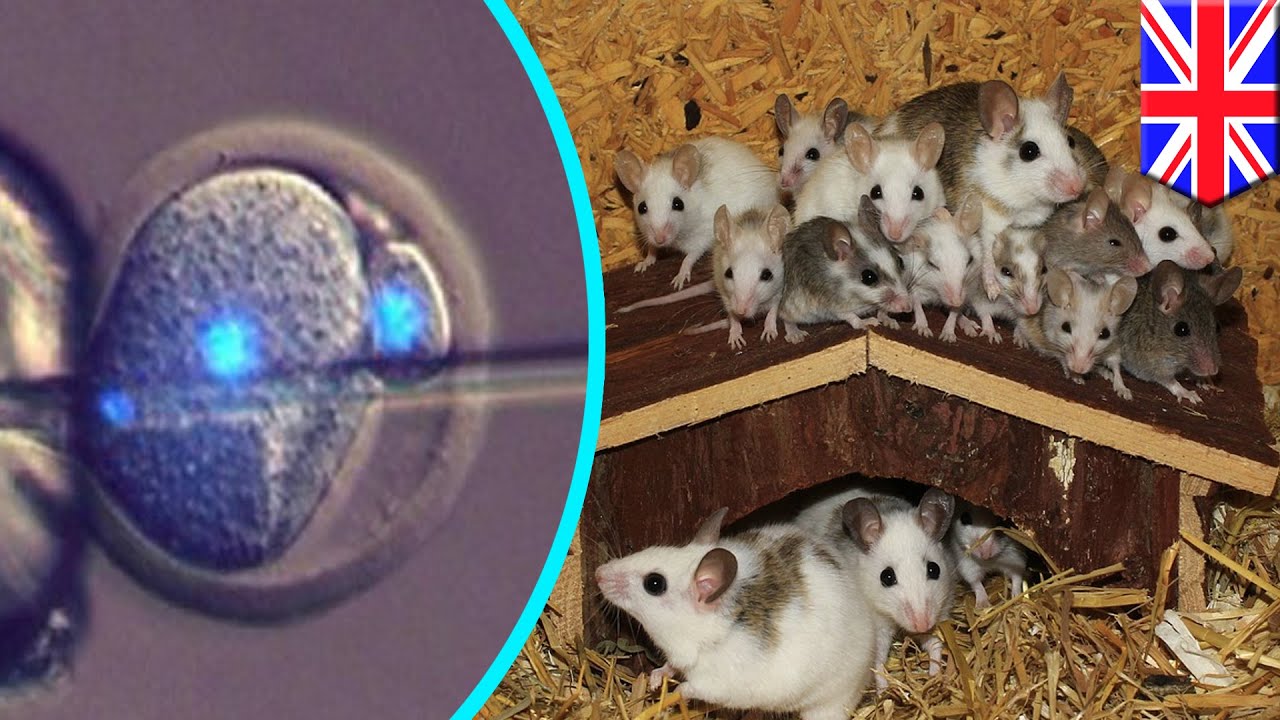 Fertilization research: UK lab birth 30 baby mice from embryos created ...