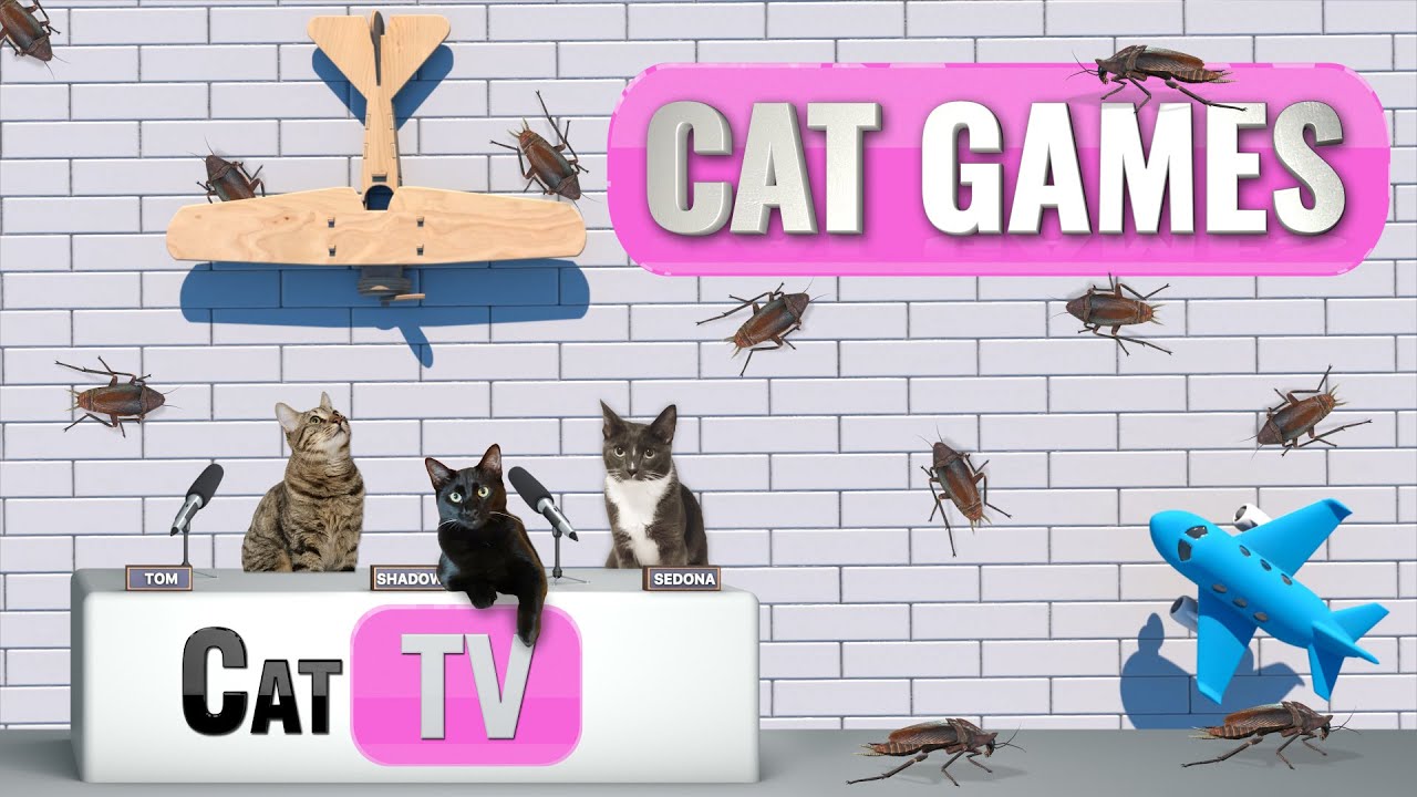 CAT TV | Cockroaches vs. Cats: The Ultimate Showdown 🐾 | 4K Bug Videos ...