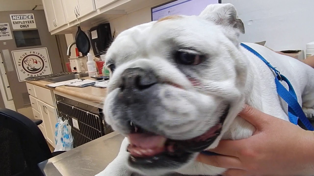 Dr. Kraemer Vet4Bulldog - Lillibeth Epulis Mouth Oral Tumor in Bulldogs ...