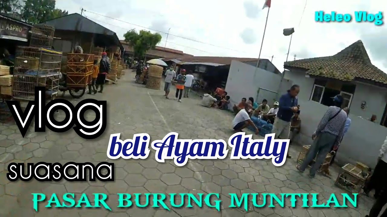 suasana Pasar Burung Muntilan Magelang - YouTube
