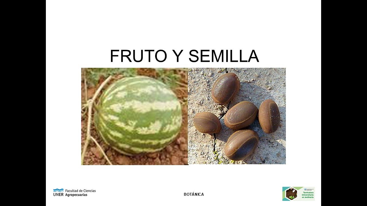Fruto y Semilla - YouTube