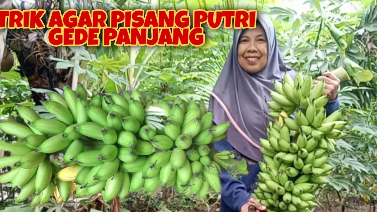 RAHASIA PISANG MULI BERBUAH PANJANG DAN BESAR - YouTube