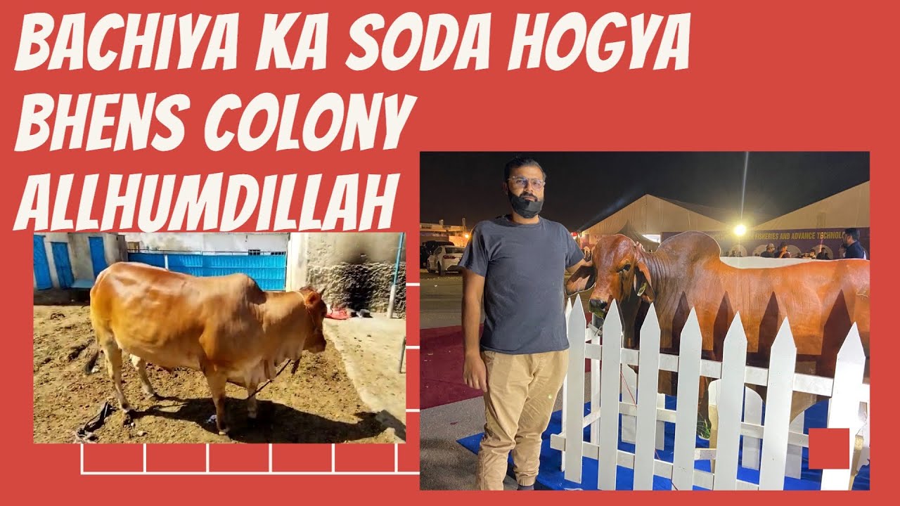 Bhens Colony Mandi VIP Soda hogaya 2024 Allhumdillah Kitny k soda bana ...