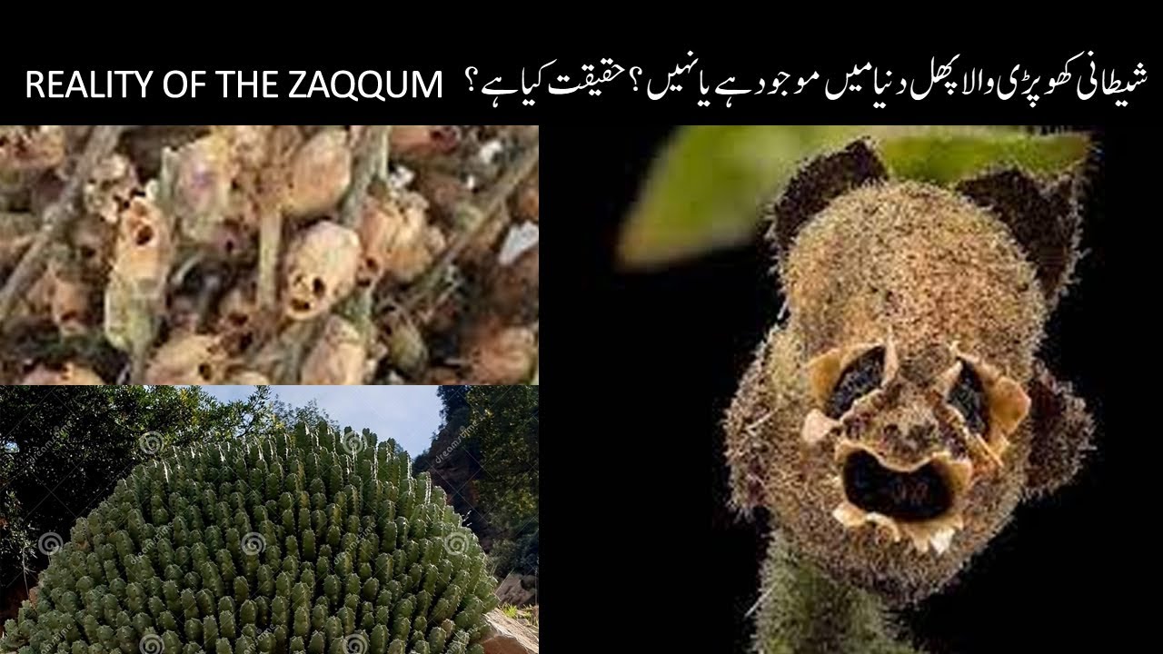 Reality of the tree of zaqqum | Zaqqum ke darakht ki haqeeqat | Hindi ...