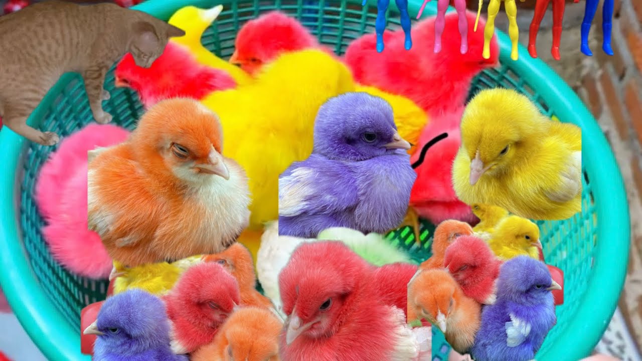 Animal cute 96, rainbow chickens, colorful chickens, cute chickens ...