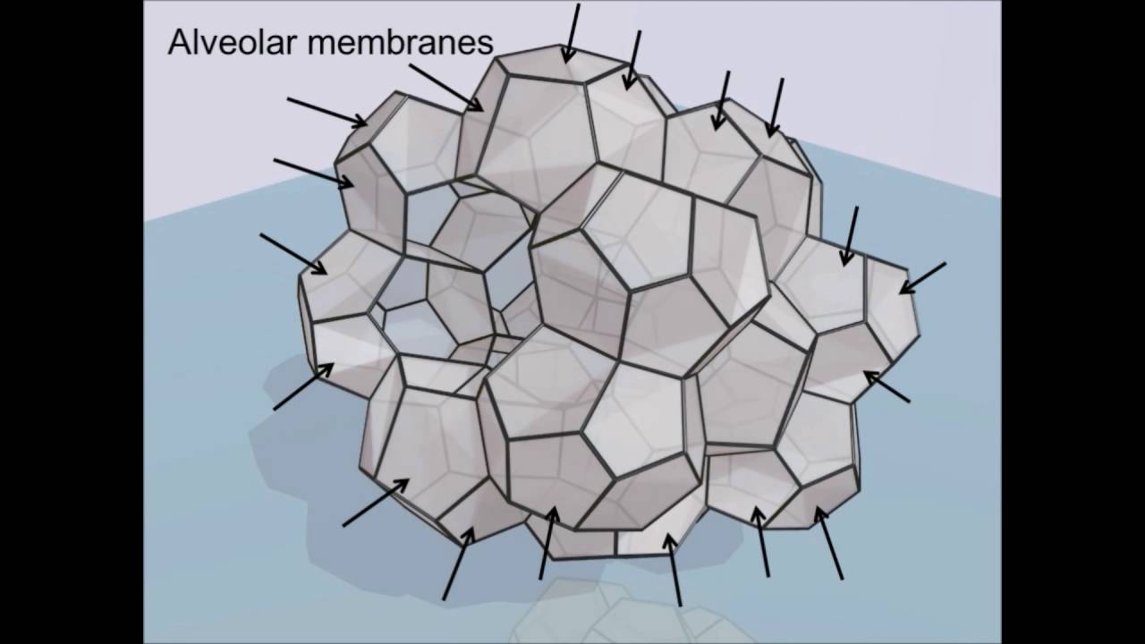 Lung framework and pores of Kohn in emphysema - YouTube