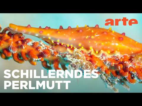 Verborgene Schätze der Meere | ARTE Fernweh