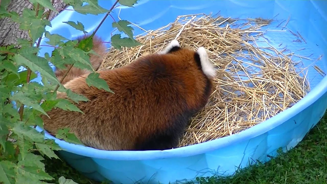 Red Panda Swimming Lessons - YouTube