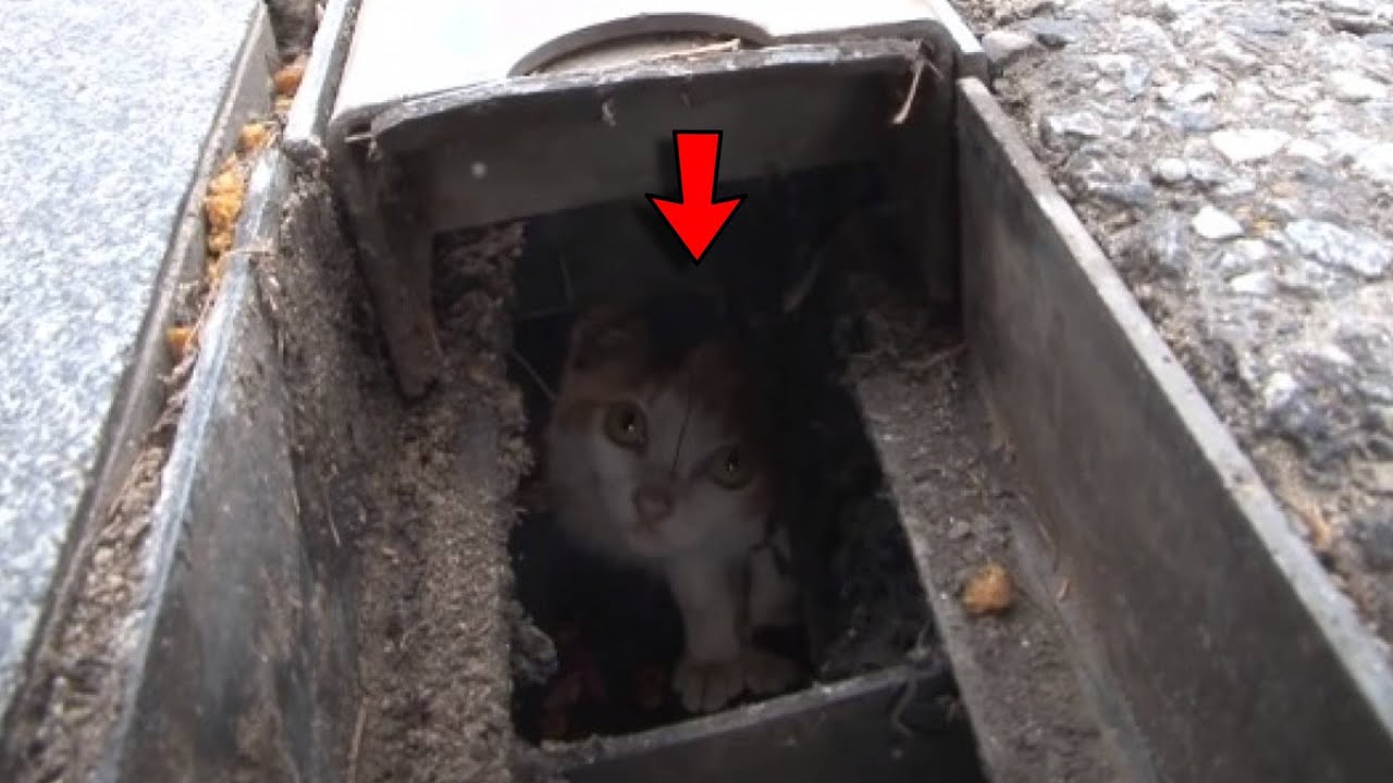 Emergency Services Come Up With a Clever Plan to Save a Cat Stuck in a ...