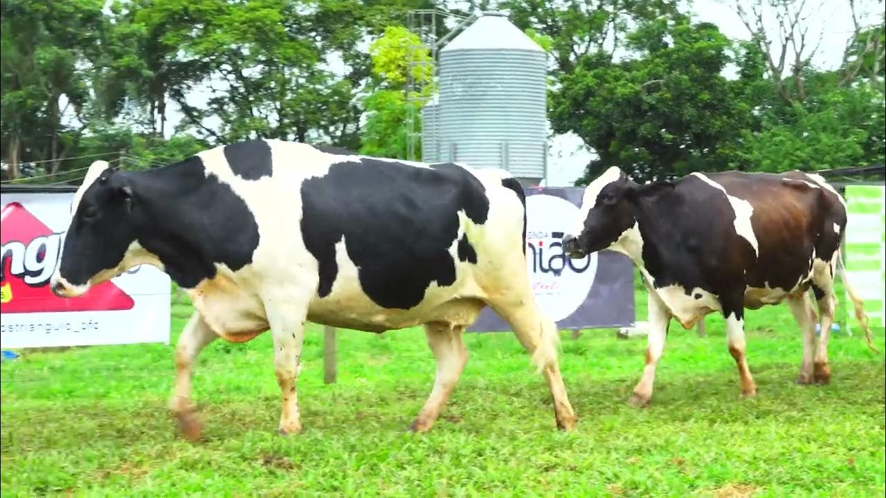 LOTE 59 6008-CN 6009-CN - YouTube