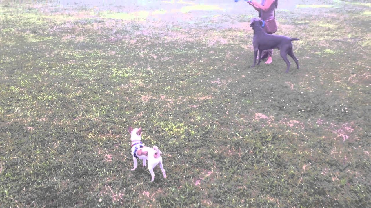 Snake The Chihuahua, Chasing Big Dogs In Marine Park - YouTube