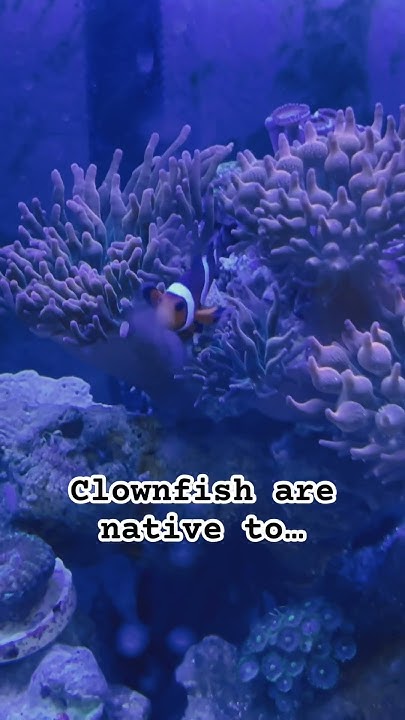 Clownfish fact #clownfish - YouTube
