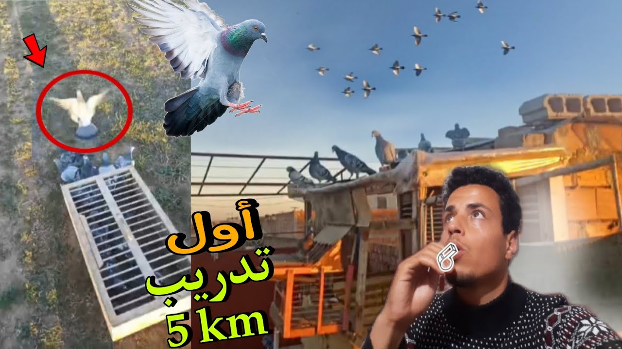 أول تدريب 5Km للحمام زاجل هذا موسم ( للأسف 😟 ) | hamam zajil 2024 - YouTube