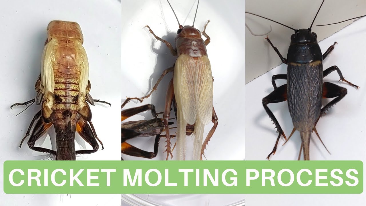 Cricket Molting Process And Cricket Sounds - YouTube