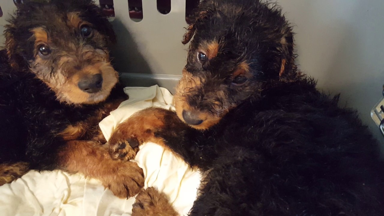 Airedale Terrier Puppies for Sale Video - S & S Family Airedales ...