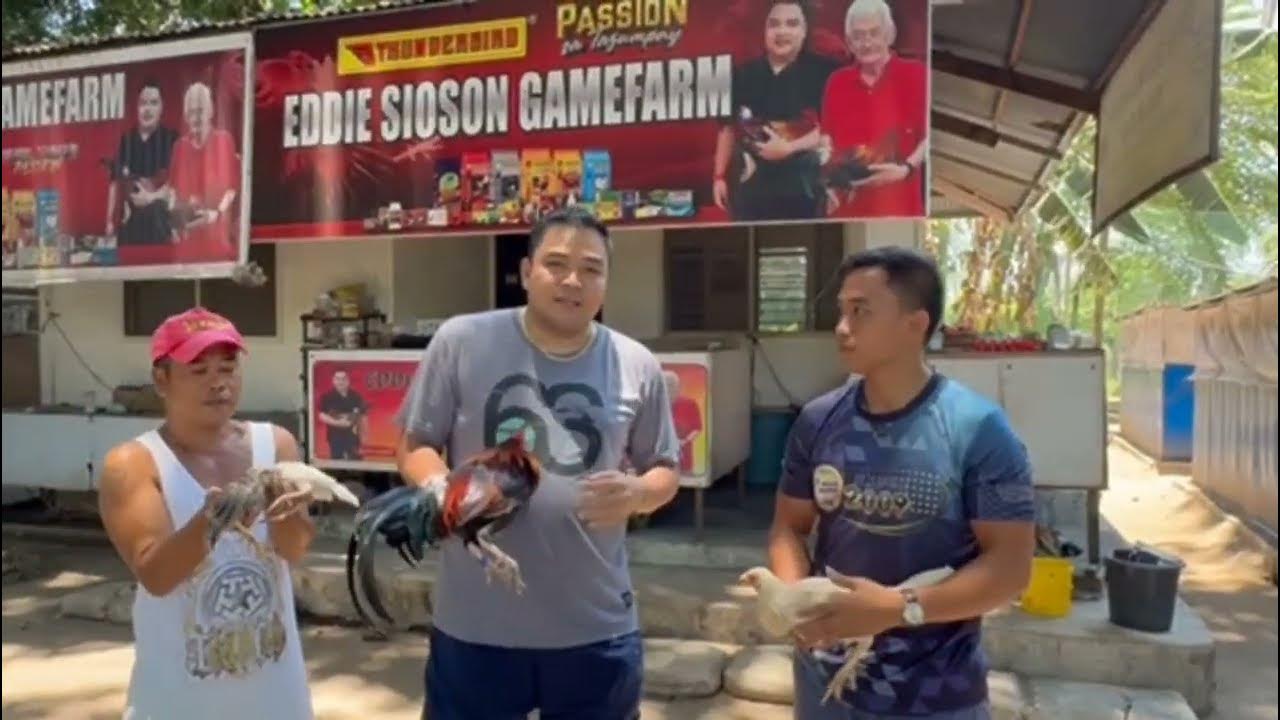 King of Stags ng Luzon Gamefowl Bloodlines Sir Eddie Sioson of Eddie Sioson Gamefarm - YouTube