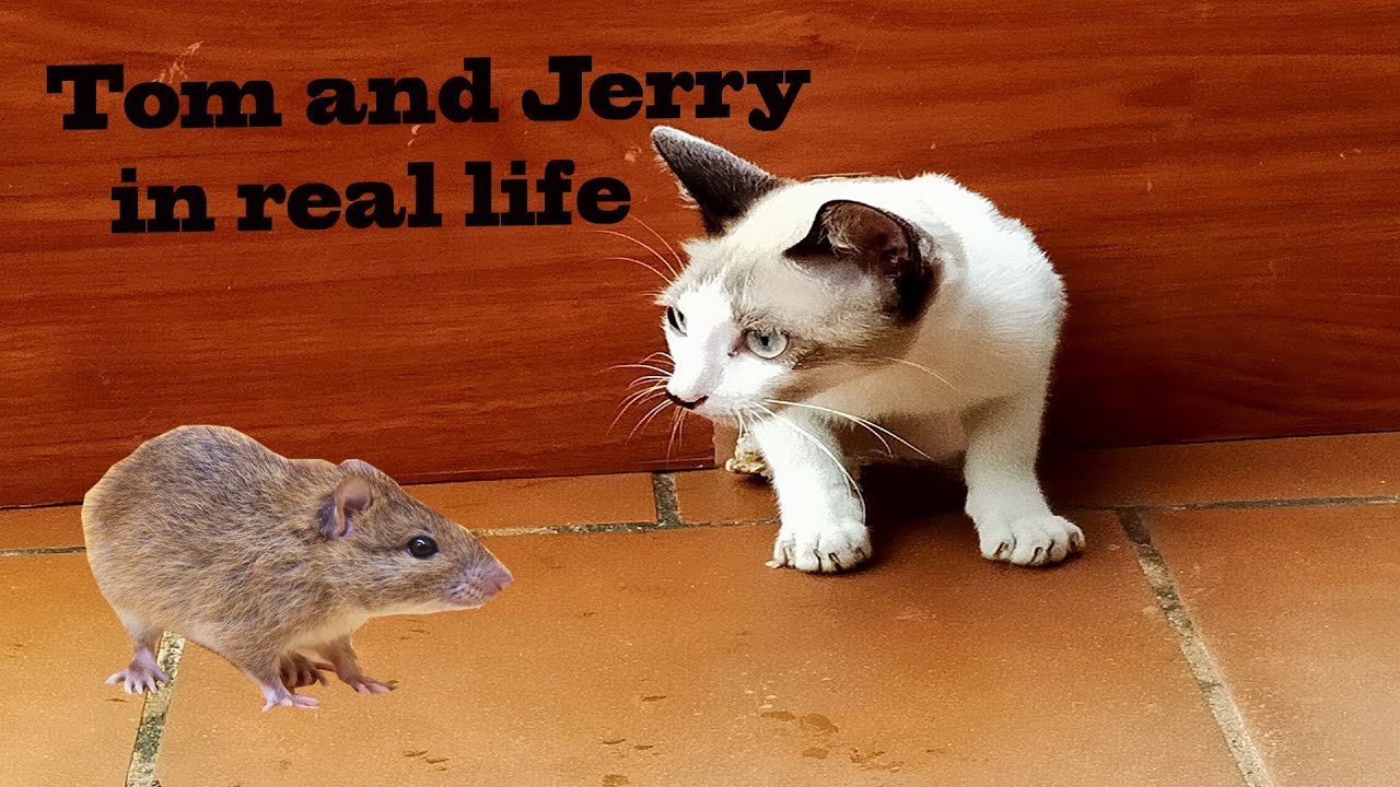 Cat And Mouse Became Best Friends - Funny Video For You And Your cat To ...